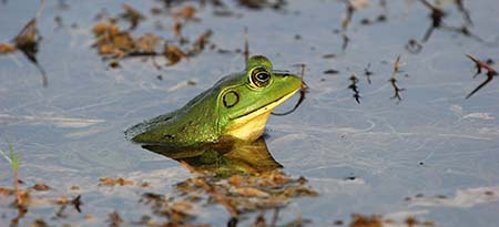 FrogWatch: Southwest Florida Amphibian Monitoring Network